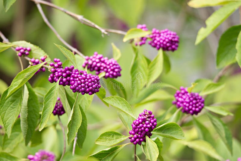 Florida Native Beauty Berry Abstract Stock Image - Image of environment ...