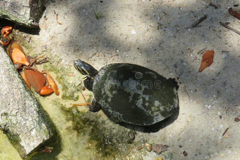 Turtles on ground, closeup stock photo. Image of native - 205286240