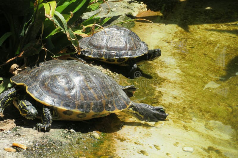 Turtles in the Pond, Closeup Stock Image - Image of florida, scripta ...