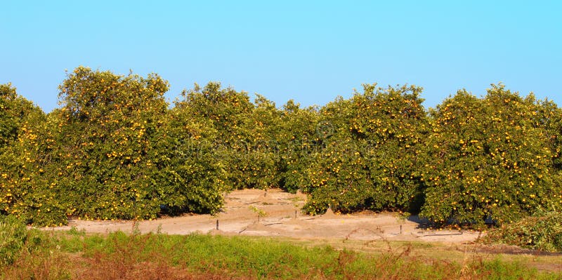 Florida orange grove stock photo. Image of citrus, agriculture - 2266444