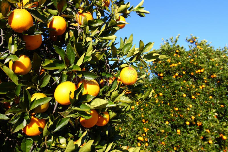 Florida Oranges stock photo. Image of grove, pretty, farm - 19545174
