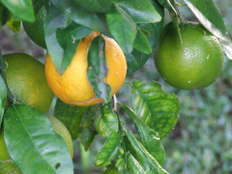 Florida Oranges stock photo. Image of agricultural, america - 4109220