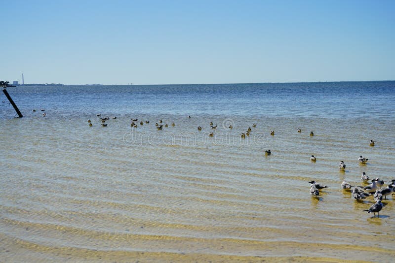 Florida Palm Harbor Beach Bird Stock Photo - Image of paradise, life ...