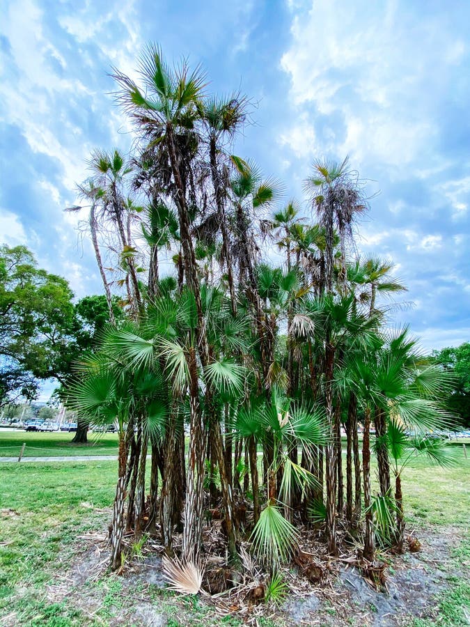 Florida palm tree cluster stock photo. Image of lake - 173985090