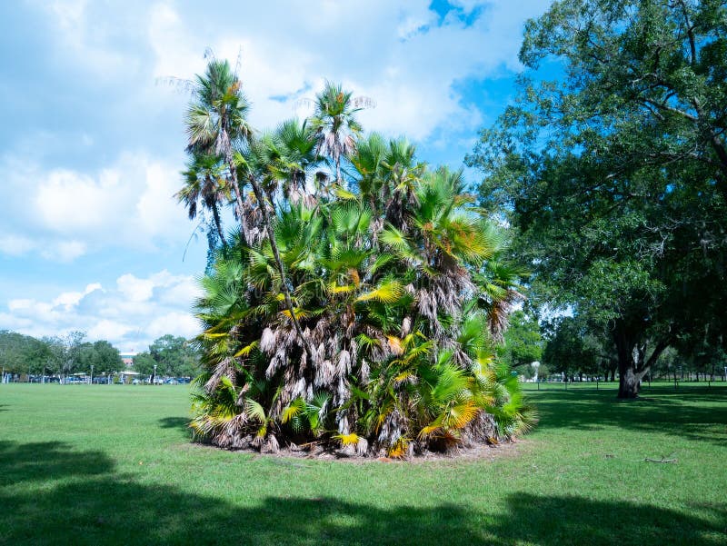Florida palm tree cluster stock image. Image of cluster - 162096375