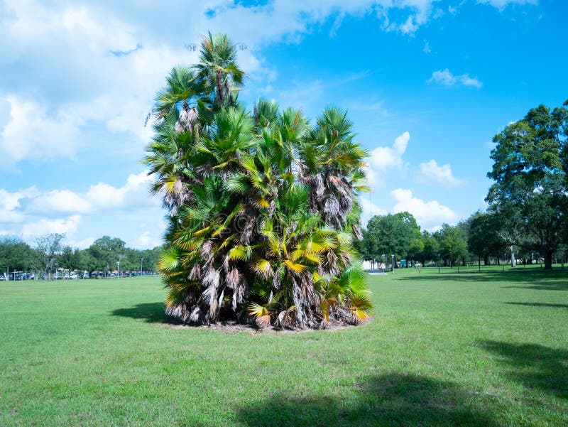 Palm Tree Cluster Stock Photos - Download 2,066 Royalty Free Photos