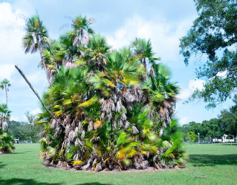 Florida palm tree cluster stock photo. Image of mexico - 162096372