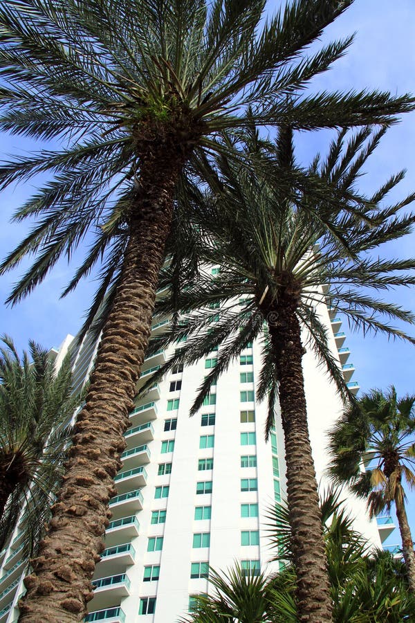Florida Palm Trees And Building Stock Photo - Image of trees, skys ...