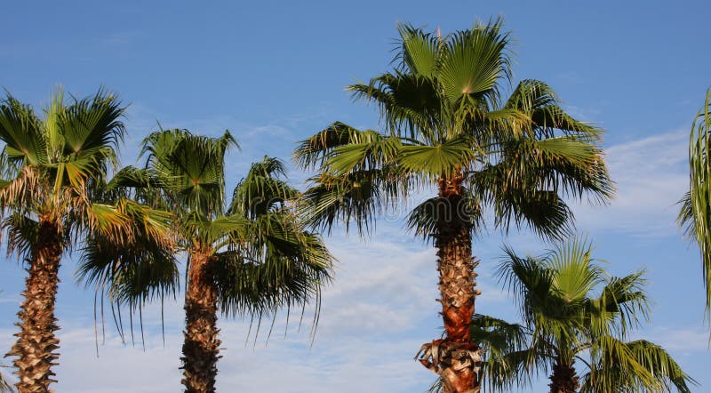 Florida Palms stock photo. Image of vacation, blue, trees - 5528206