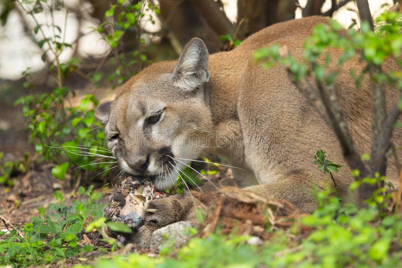 Florida pantera foto de archivo. Imagen de puma, cubo - 324517368