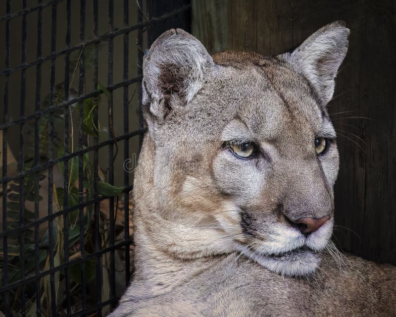 A Florida Panther is Sitting in Front of a Fence Stock Photo - Image of ...