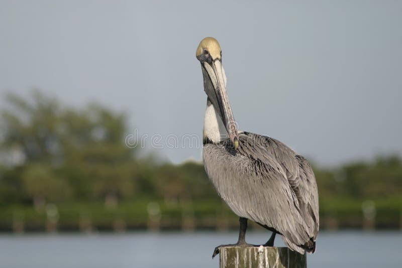 224 Pelican Sitting Post Stock Photos - Free & Royalty-Free Stock ...