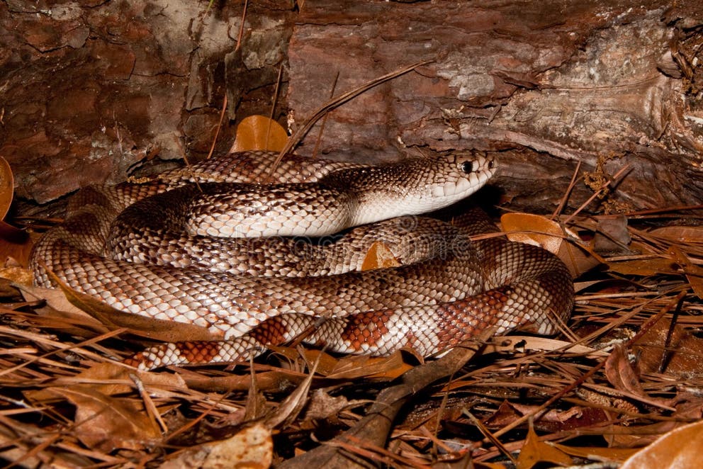 Florida Pine Snake stock photo. Image of pituophis, color - 26827386