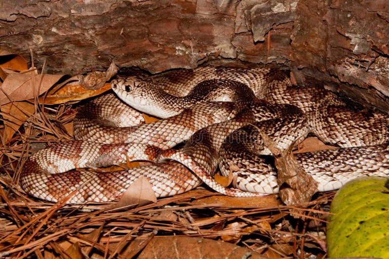 Florida Pine Snake stock photo. Image of mugitus, cute - 26827398