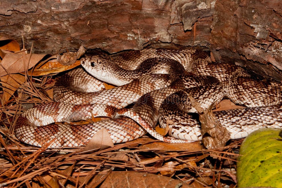 Florida Pine Snake stock photo. Image of mugitus, cute - 26827398