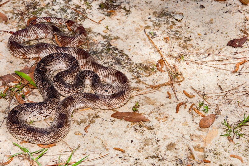 Florida Pine Snake Pituophis Melanoleucus Mugitus Stock Image - Image ...