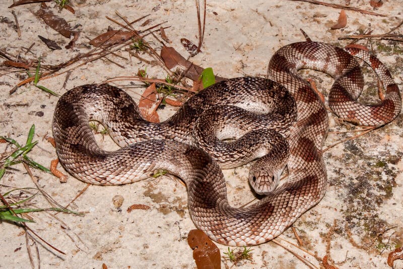 Florida Pine Snake stock photo. Image of pituophis, color - 26827386