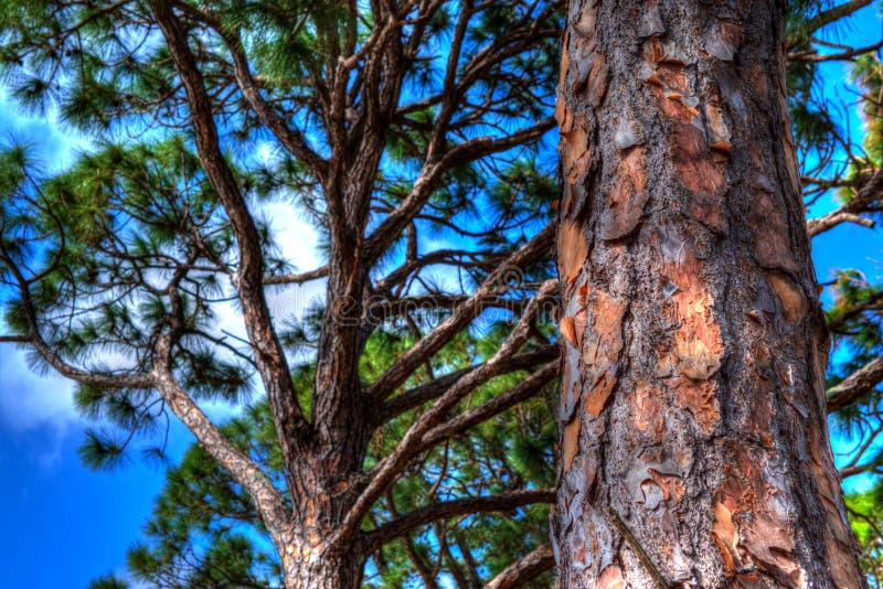 Florida Pine Tree with Blue Sky Stock Image - Image of growth, foliage ...