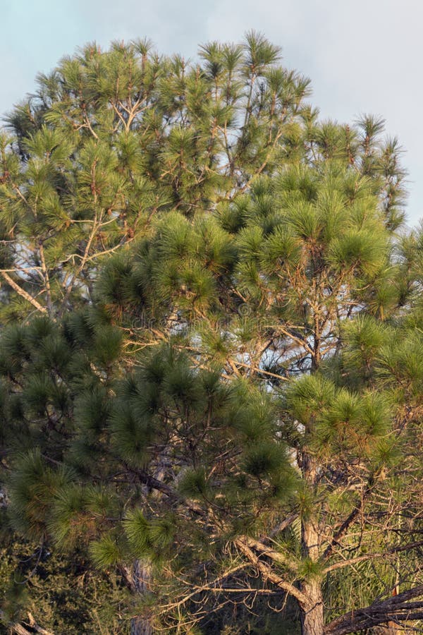 Florida Pine Tree stock photo. Image of tropical, shrub - 200091136