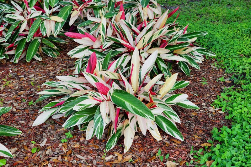 Florida plant stock image. Image of leaf, croton, botanist - 61041765