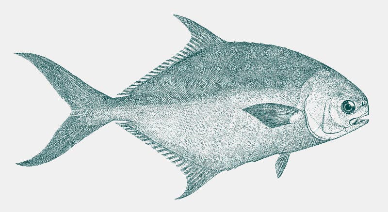 Pompano Florida Fish Vector Illustration Stock Vector - Illustration of ...