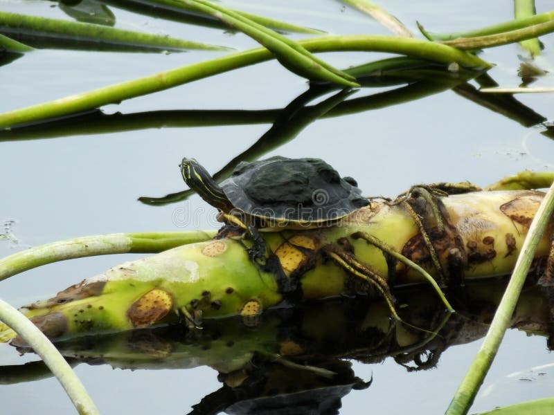 Spatterdock Root Stem Called Gator Tater Stock Image - Image of applied ...