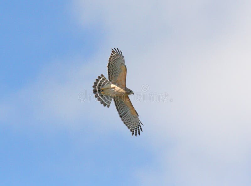 Florida Red-shouldered Hawk Stock Photo - Image of flying, predator ...