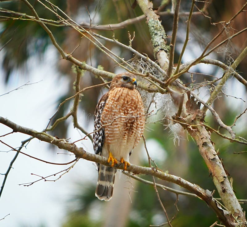 Florida Red Shouldered Hawk Squawking Stock Image - Image of florida ...