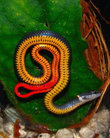 Florida Ringneck Snake stock image. Image of native, florida - 24608089