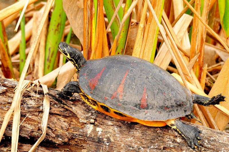 Floridaanse Dennenratelslang Stock Foto - Image of zuidelijk, kleuring ...
