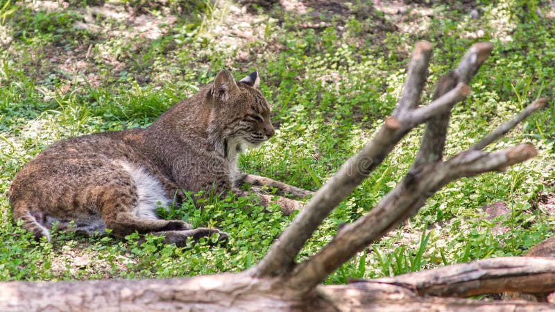 Florida-Rotluchs stockbild. Bild von wild, katzenartig - 40172069
