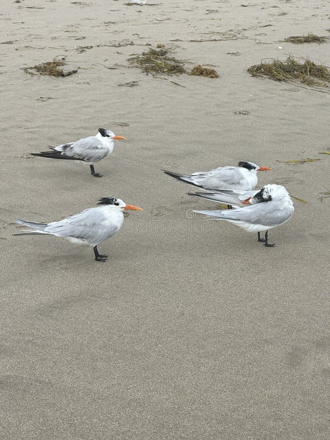 Florida Royal Terns on the Shore of the Beach Stock Photo - Image of ...