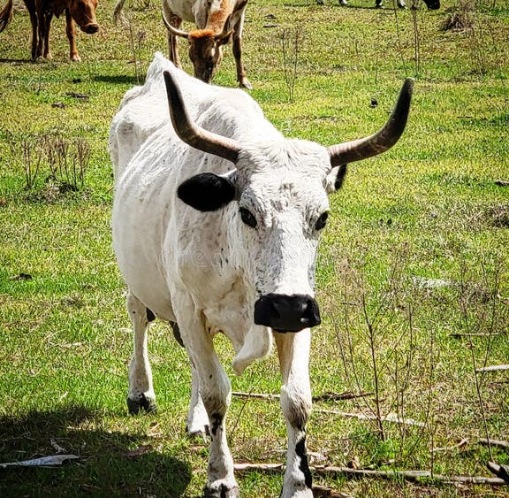 Florida s cracker cattle stock image. Image of cattle - 261387161