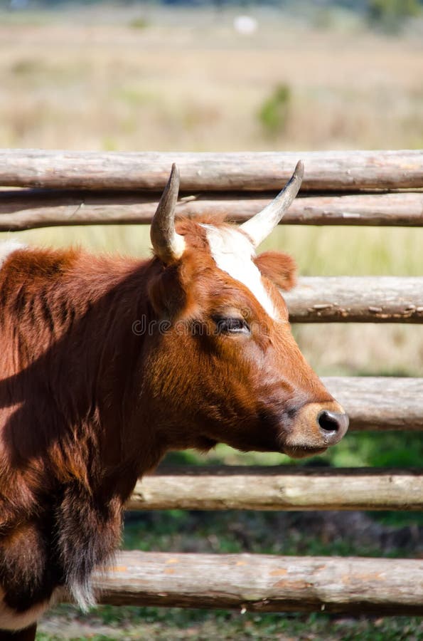 Florida scrub cows stock photo. Image of living, branded - 49487508