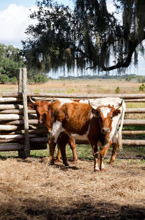 Florida scrub cows stock image. Image of longhorns, cows - 49487345