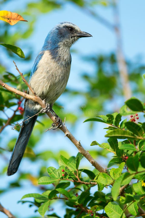 Florida scrub jay stock photo. Image of omnivore, gray - 1680248