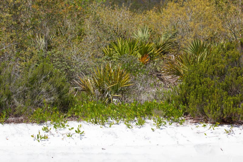 Florida Typical Scrub Vegetation Stock Photo - Image of lauraceae ...