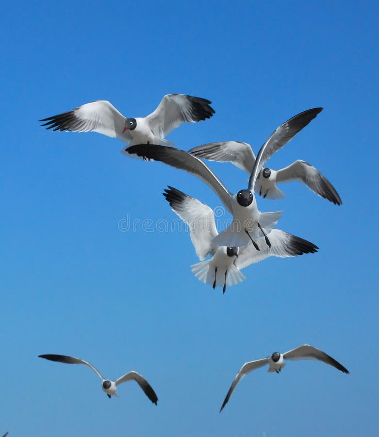 Florida Seagulls stock photo. Image of ravenous, noisy - 24318460