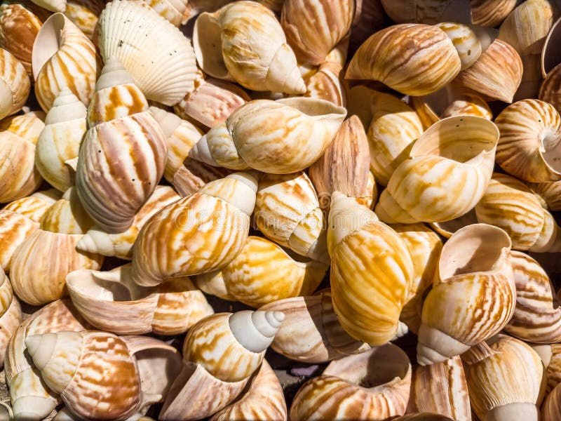 Florida Seashells Background Stock Image - Image of spiral, natural ...