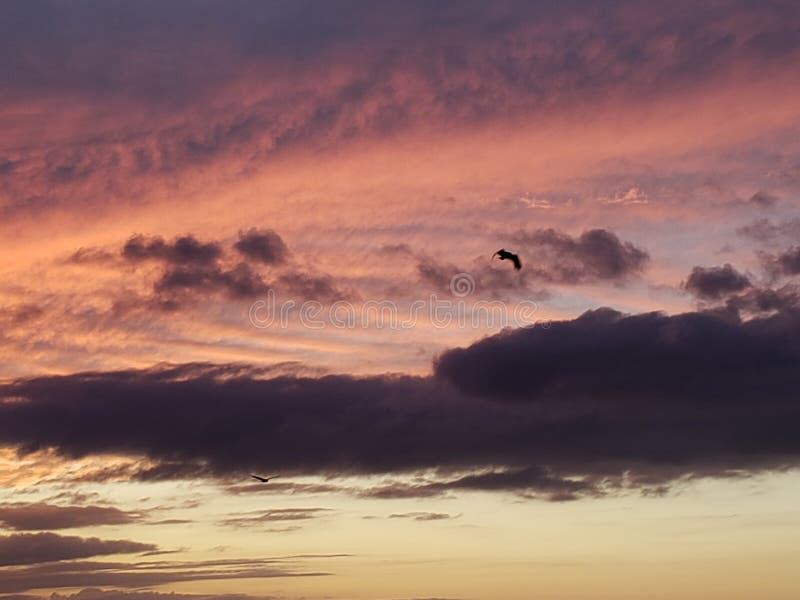 Florida Sky Sunset Birds Pink Clouds Stock Image - Image of clouds ...