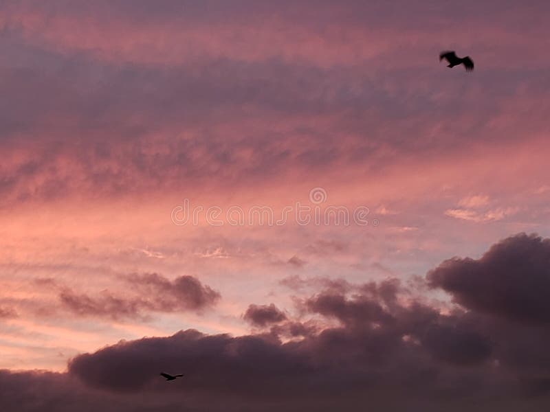 Florida Sky Sunset Birds Pink Clouds Stock Image - Image of sunset ...