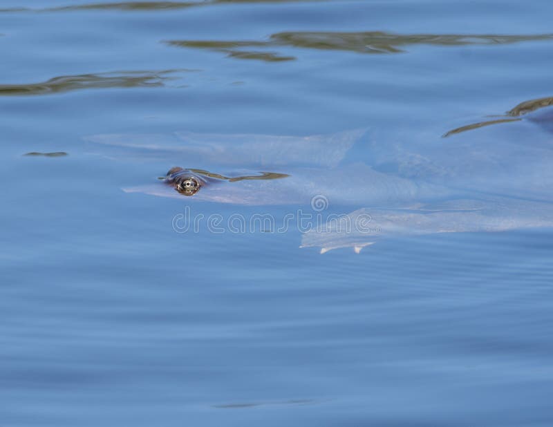 Florida Soft Shell Turtle stock photo. Image of animal - 262556744
