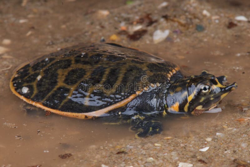 Florida softshell turtle stock image. Image of spotted - 15863857