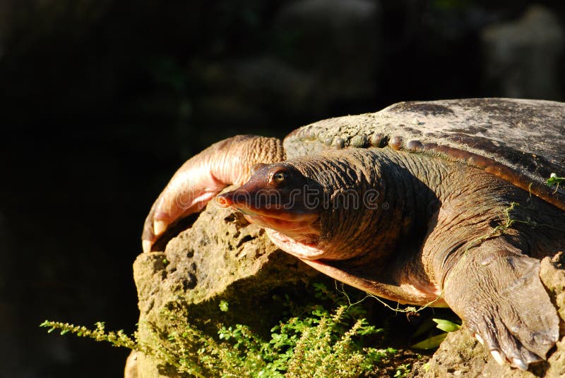Softshell turtle stock image. Image of turtles, creature - 27548239
