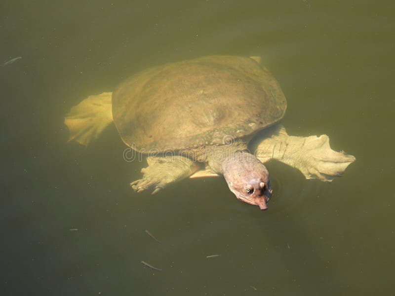 Florida Softshell Turtle (Apalone Ferox) Stock Image - Image of florida ...