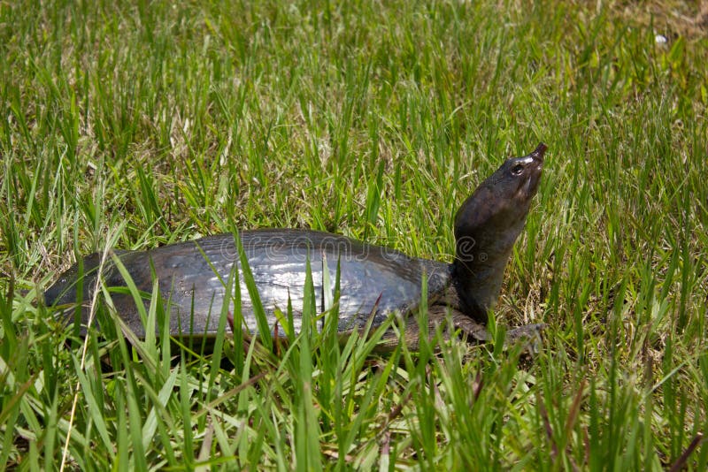 Softshell turtle stock image. Image of protection, eyes - 27524601