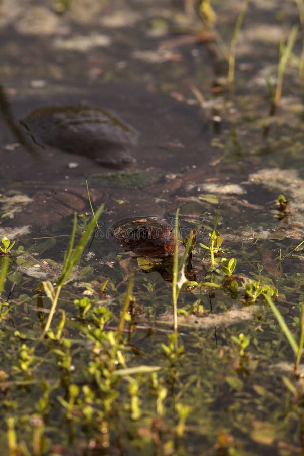 Florida Softshell Turtle Apalone Ferox in a Pond Stock Image - Image of ...