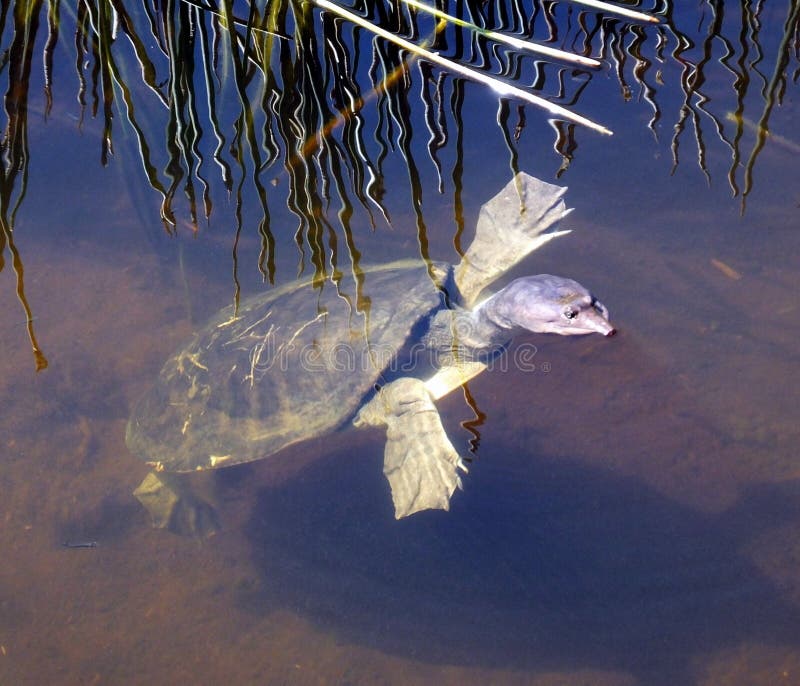 Florida Softshell Turtle (Apalone Ferox) Stock Photo - Image of snorkel ...