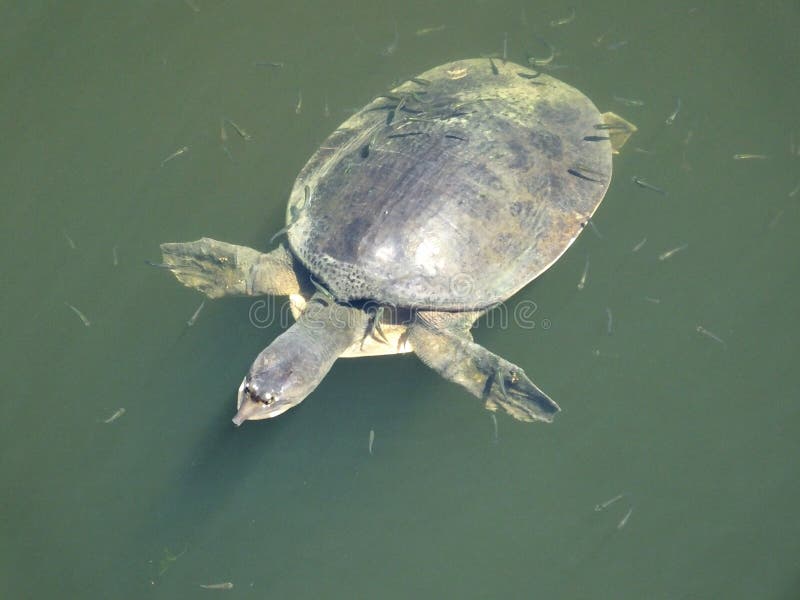 Florida Softshell Turtle (Apalone Ferox) Stock Photo - Image of apalone ...