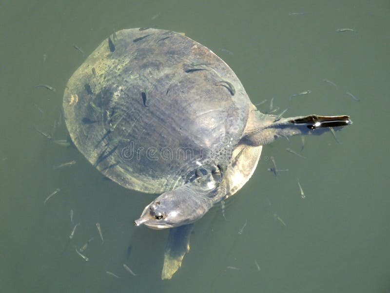 Florida Softshell Turtle (Apalone Ferox) Stock Photo - Image of fauna ...
